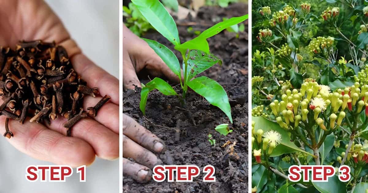 Step-by-Step Guide to Cultivating Clove From Seeds Successfully