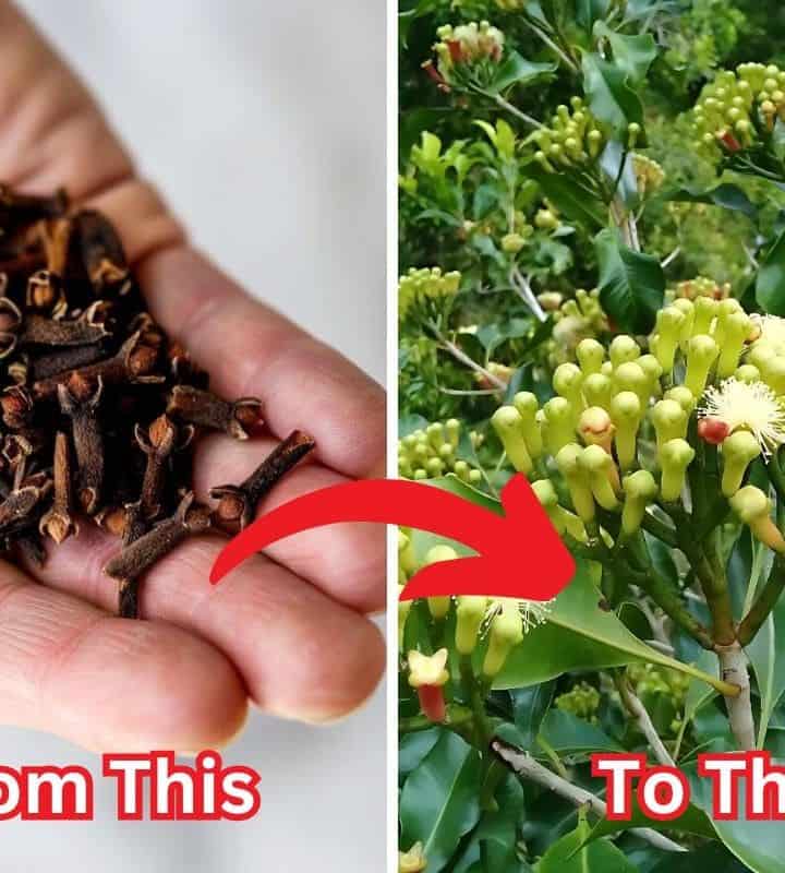 Step-by-Step Guide to Cultivating Clove From Seeds Successfully