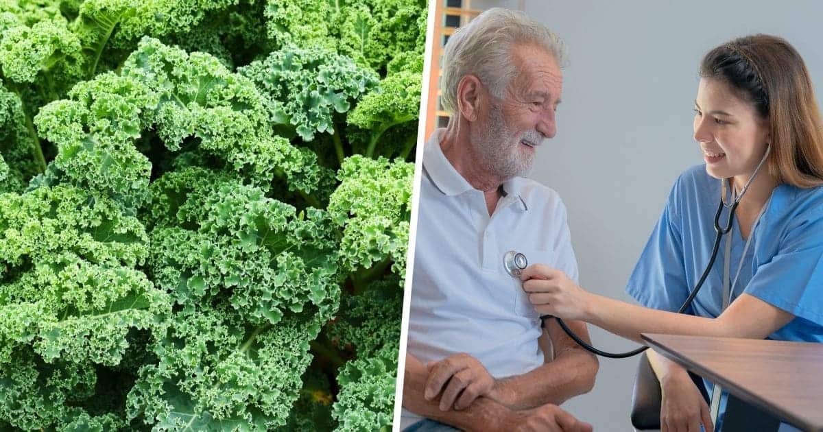 The 6 Incredible Health Benefits of Kale Leaves You Can’t Ignore
