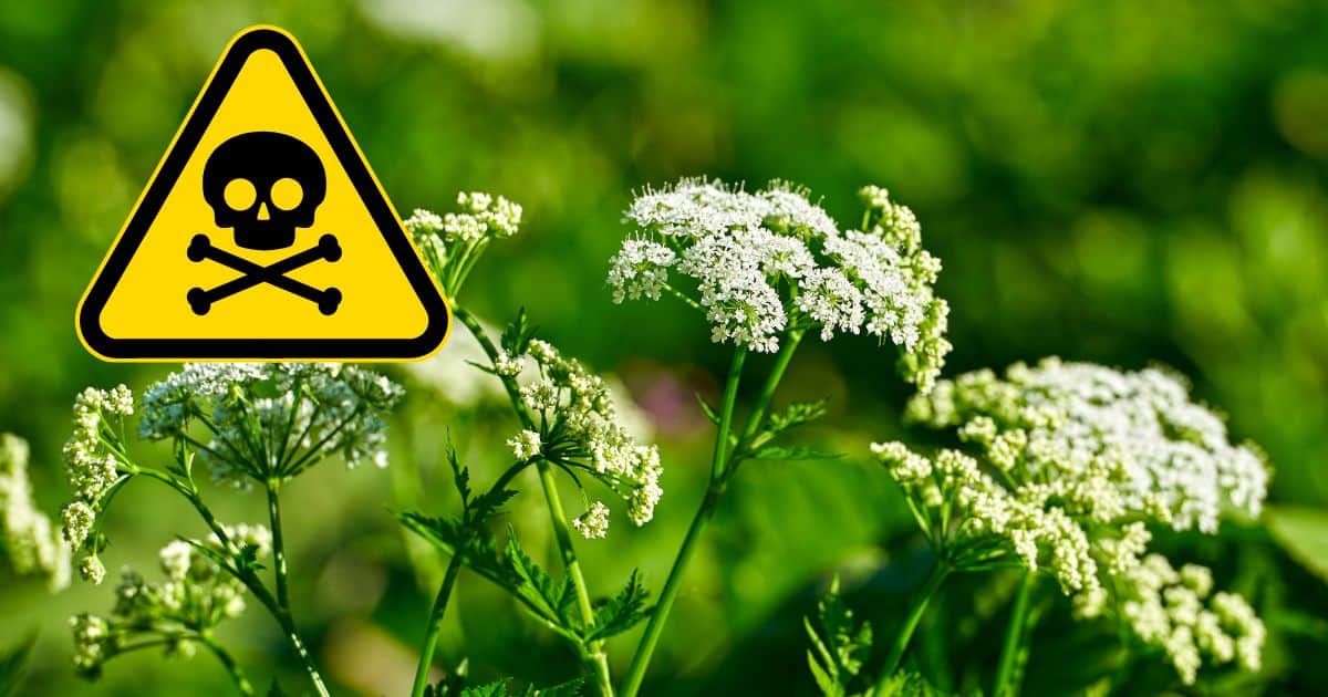 The Dangers of Poison Hemlock (Conium maculatum): All You Need to Know