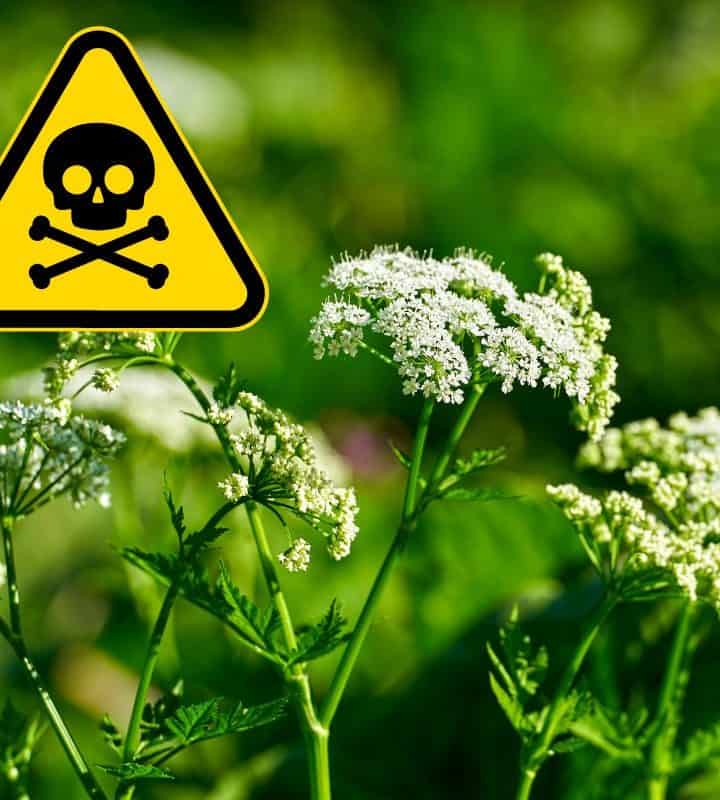 The Dangers of Poison Hemlock (Conium maculatum): All You Need to Know