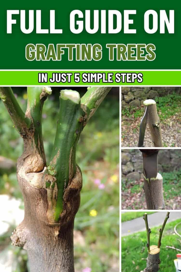 What Is Grafting? 5 Simple Steps for Fast and Successful Tree Grafting
