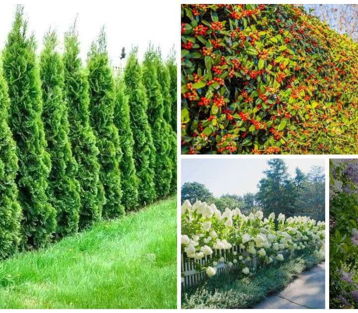 12 Best Shrubs To Create Private Fences