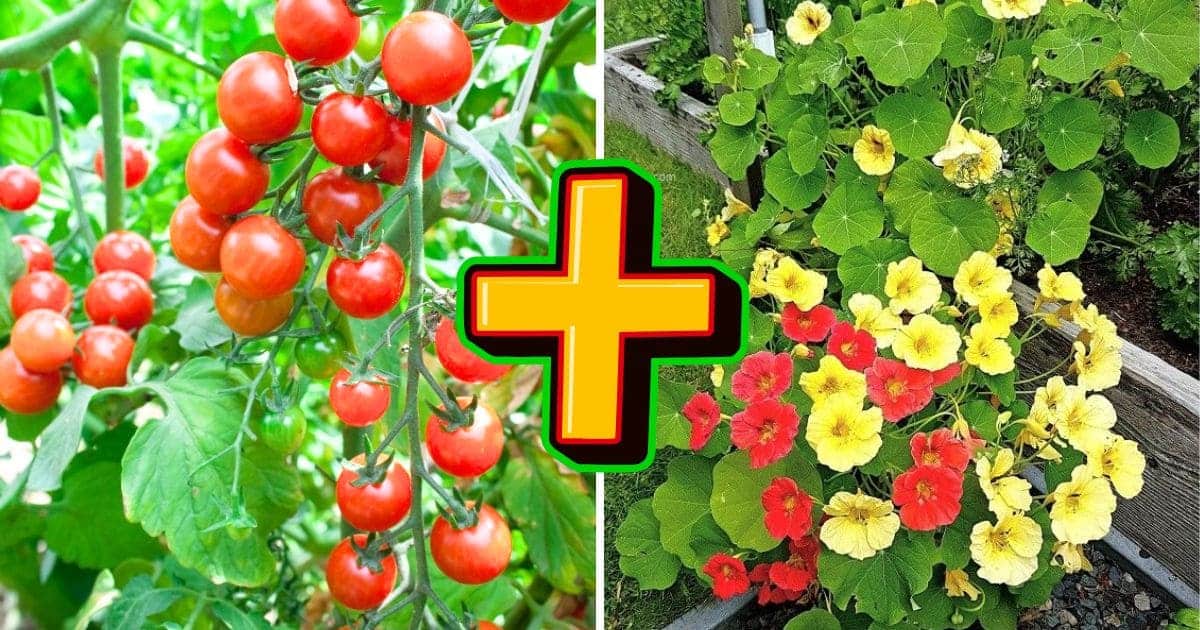 Top Companion Planting Pairs For a Thriving Garden