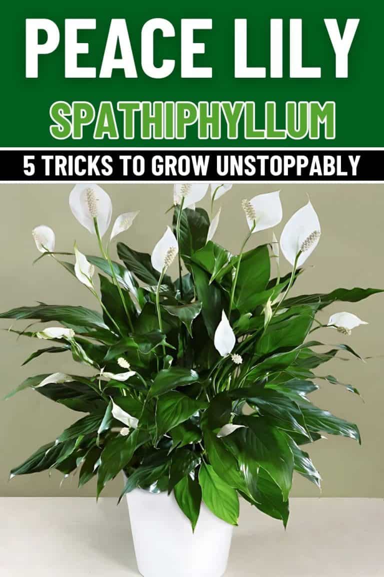 Trick to Make Your Peace Lily Grow Unstoppably (And What Sellers Won’t ...