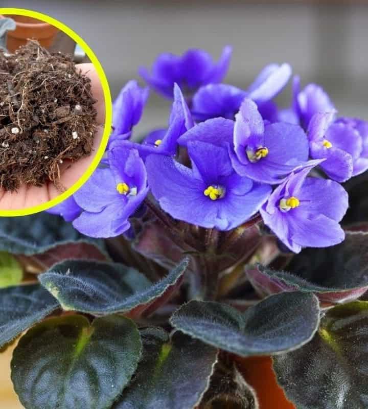 All You Need to Know About The Secrets to Make African Violets Bloom ...