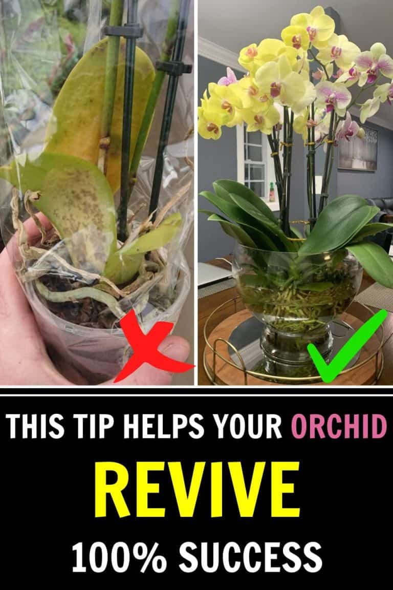 Revive Your Orchid Instantly: The 1-Drop Trick That Restores Any Plant ...