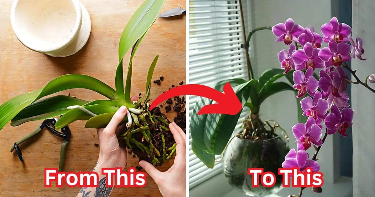 Revive Your Orchid Instantly: The 1-Drop Trick That Restores Any Plant ...
