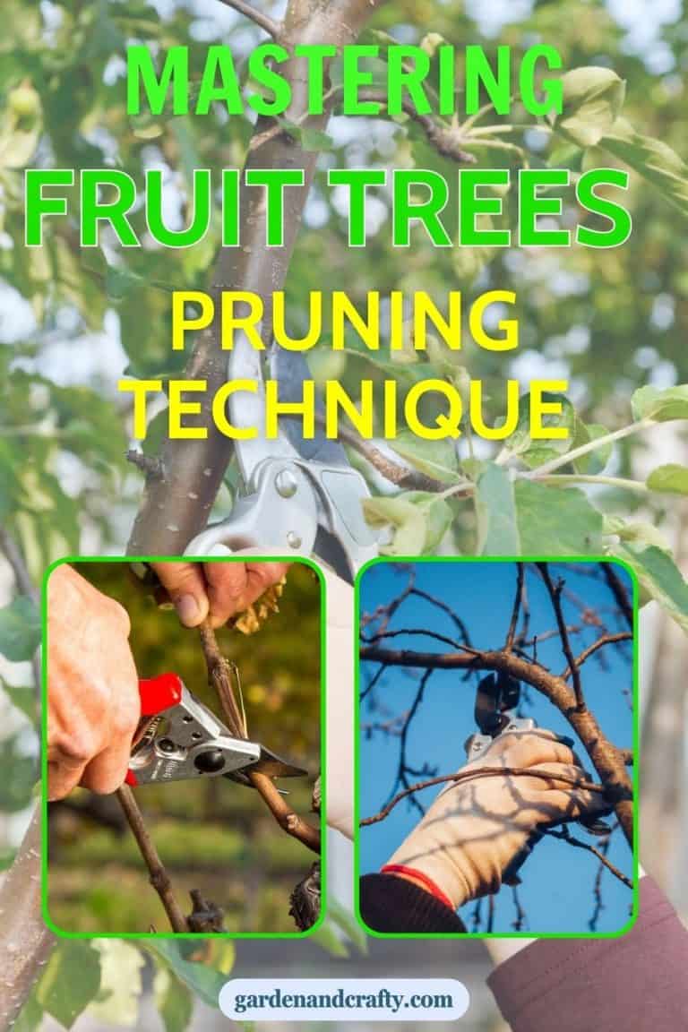 Guide on Mastering Fruit Tree Pruning: Techniques for Healthier Growth ...