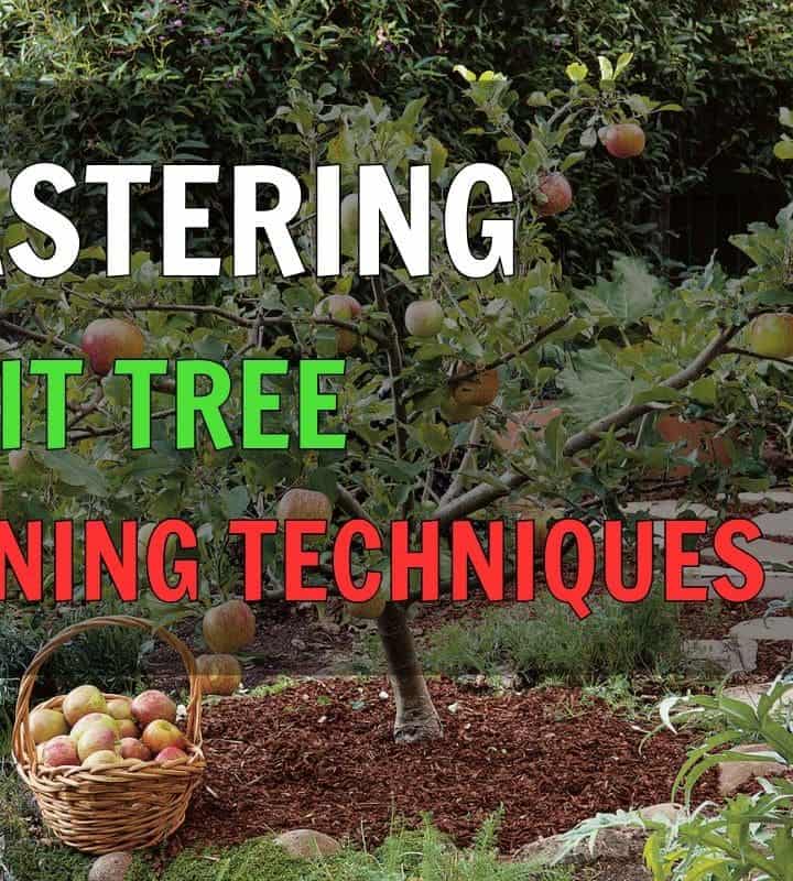 Guide on Mastering Fruit Tree Pruning: Techniques for Healthier Growth and Bigger Harvests