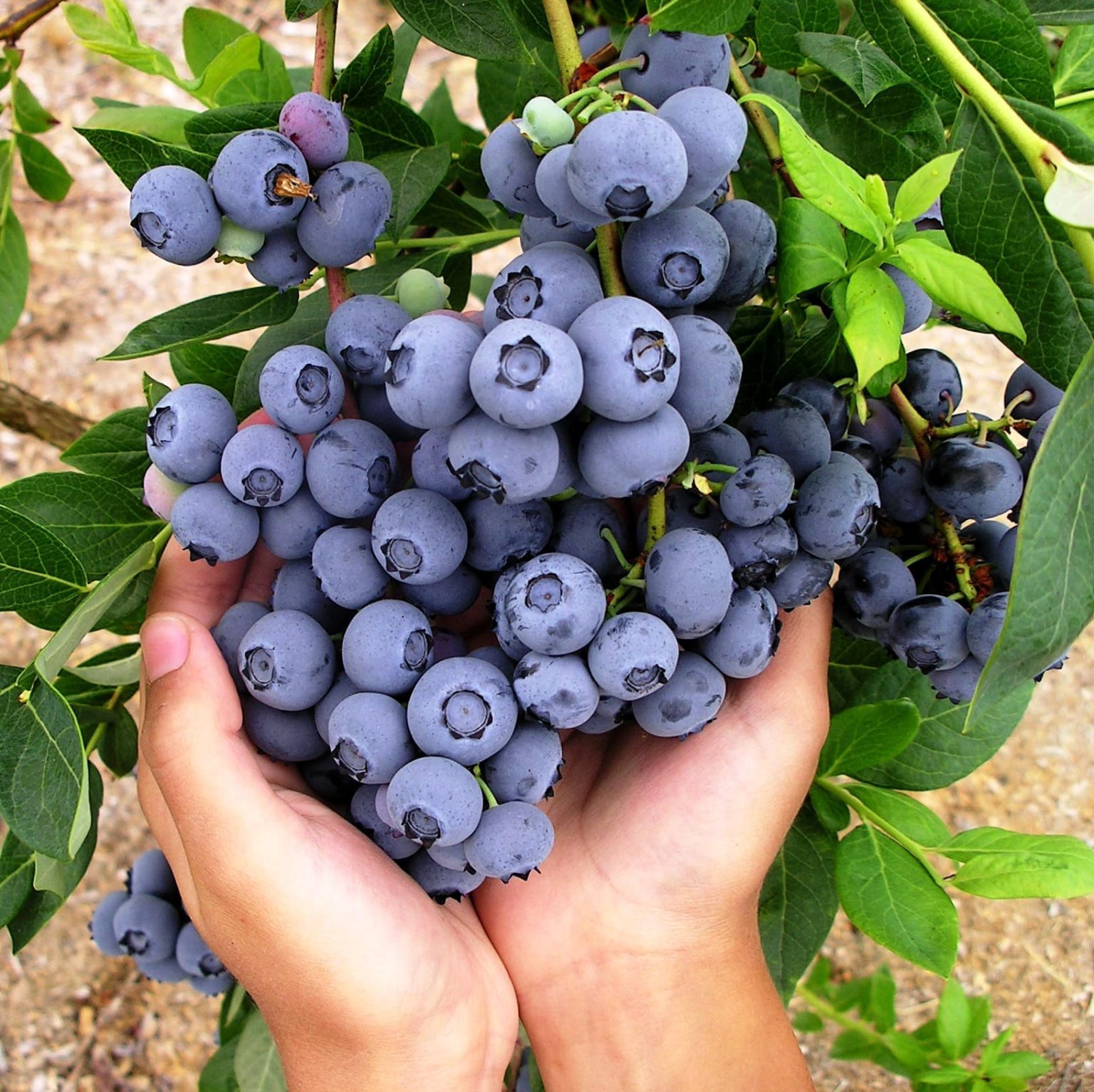 How to Grow Overflowing Buckets of Blueberries No Matter Where You Live