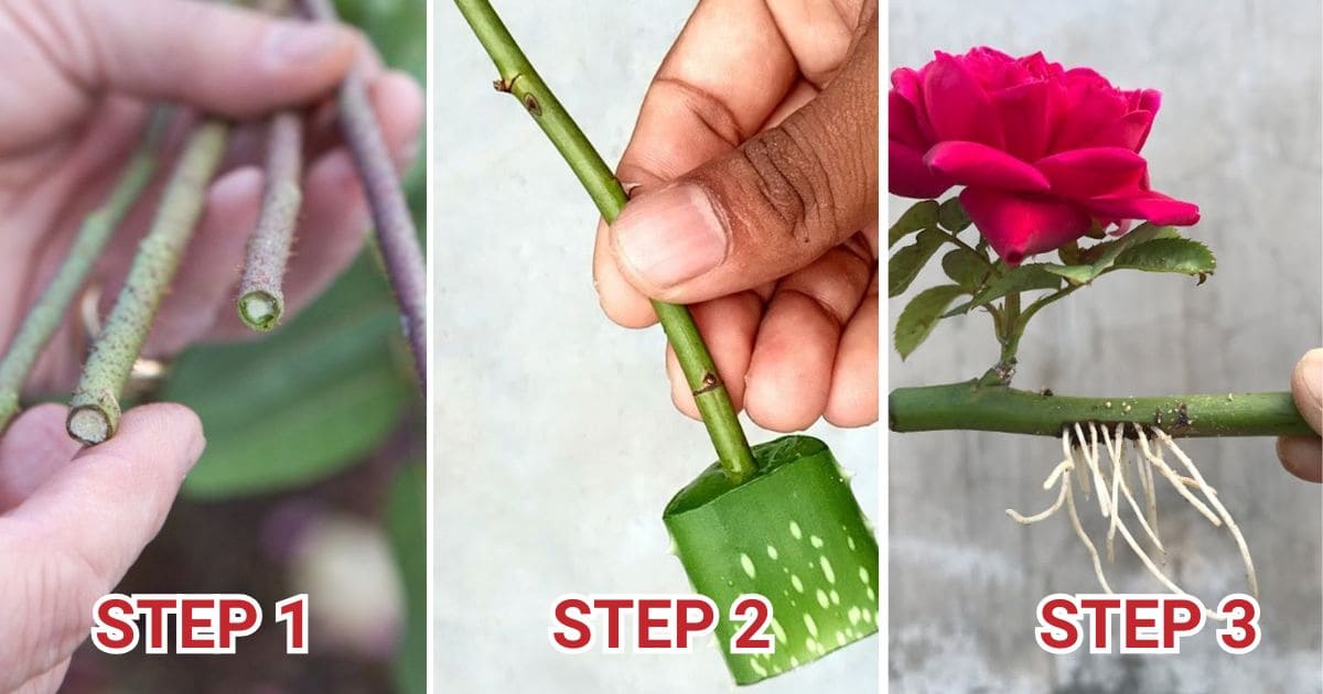100% Success Growing Roses from Cuttings Using 2 Secret Weapons ...