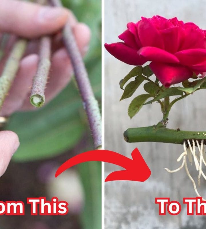100% Success Growing Roses from Cuttings Using 2 Secret Weapons ...