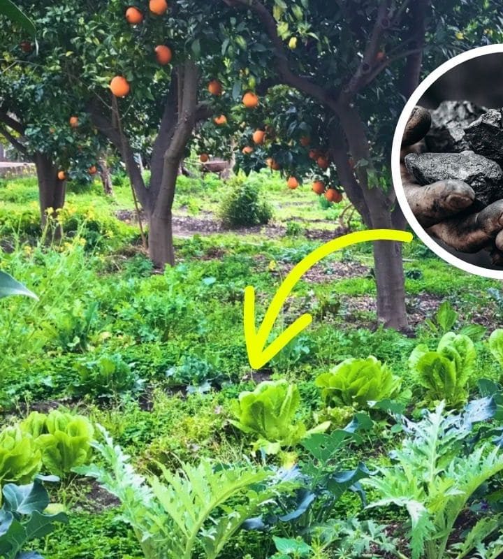 Revitalize Garden Soil Immediately with This Charcoal Enrichment Method
