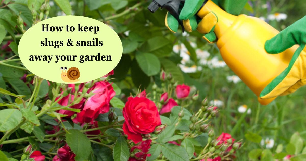 How to Use Hot Red Pepper to Repel Aphids and Snails