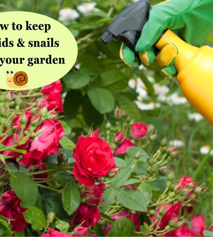 How to Use Hot Red Pepper to Repel Aphids and Snails