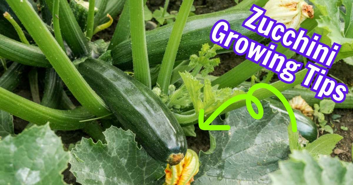 Guide On 7 Zucchini Growing Tips For A Bountiful Harvest