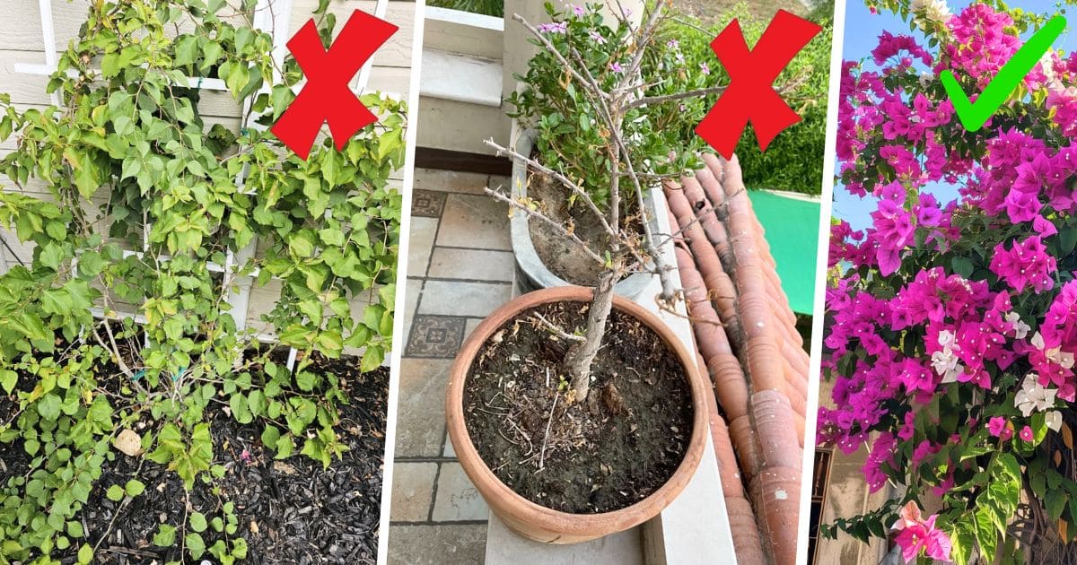 7 Secrets For Making Bougainvillea Bloom Time And Time Again