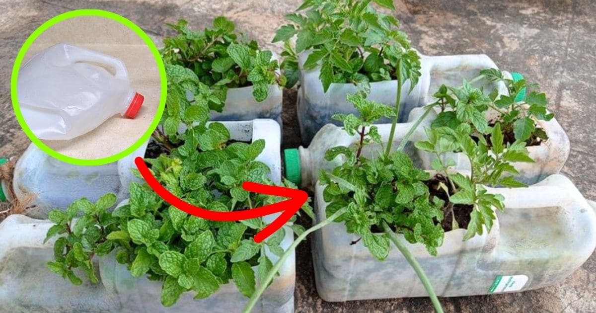 Growing Mint at Home Using Plastic Bottles: A Simple and Sustainable Guide