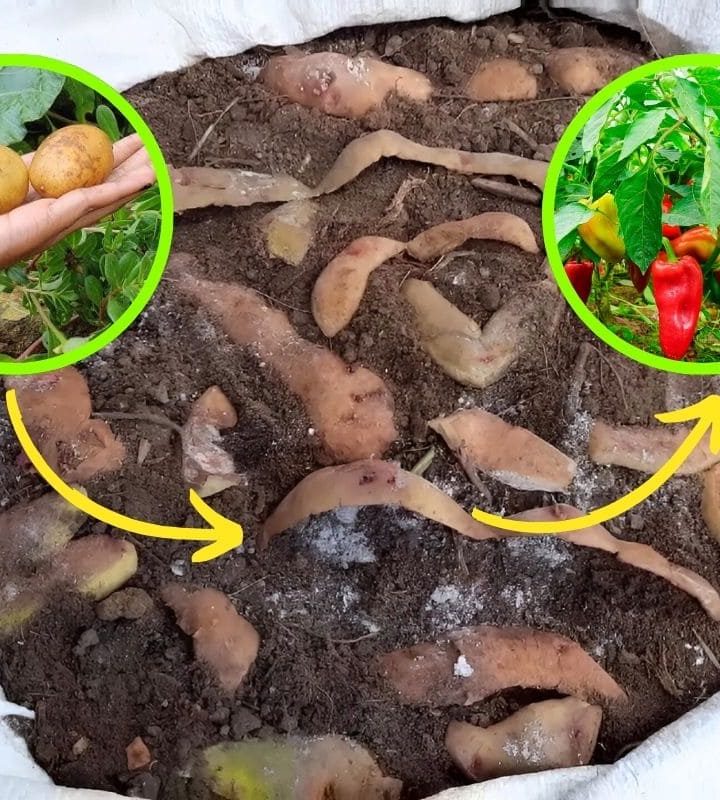 The Secret Power of Potato Peels: Turning Kitchen Scraps into Garden Gold