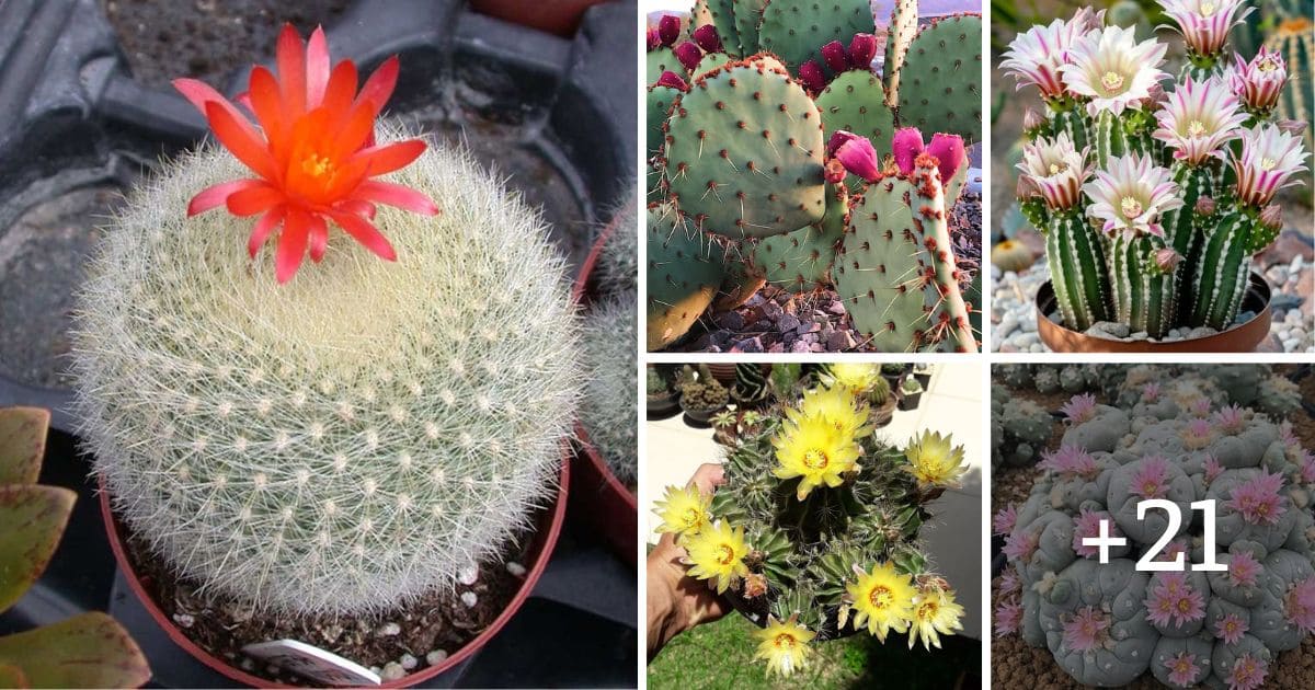 30 Stunning Flowering Cactus Plants That Will Surprise You