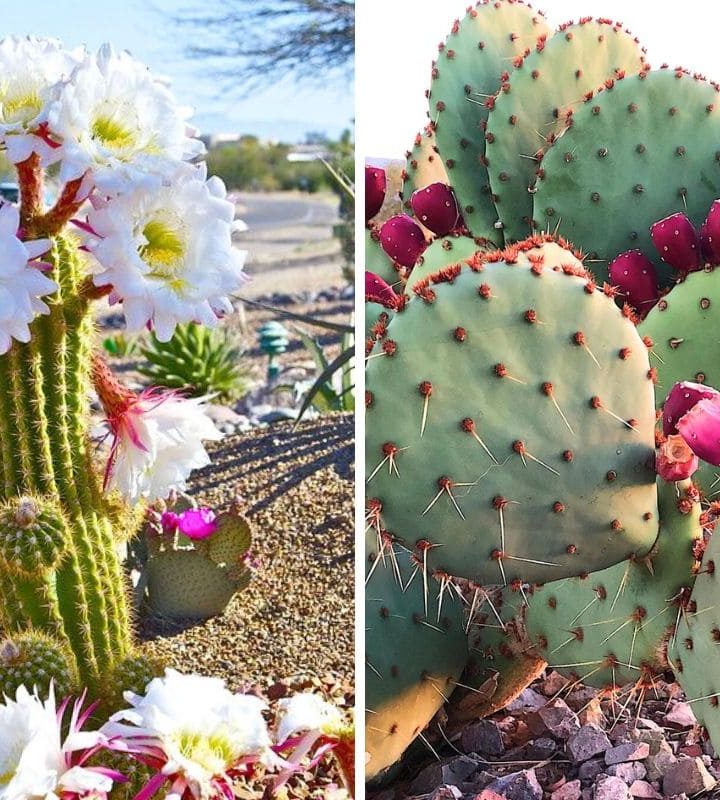30 Stunning Flowering Cactus Plants That Will Surprise You