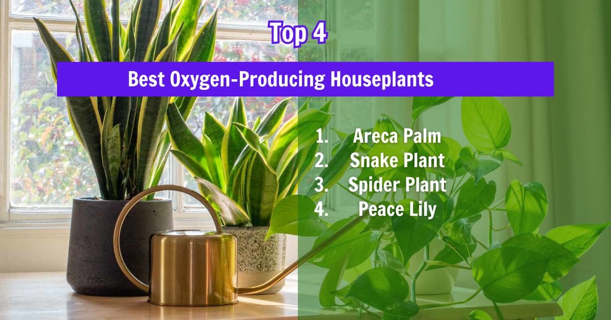 Top 4 Best Oxygen-Producing Houseplants for a Healthier Home