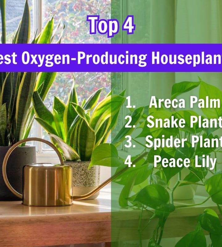 Top 4 Best Oxygen-Producing Houseplants for a Healthier Home