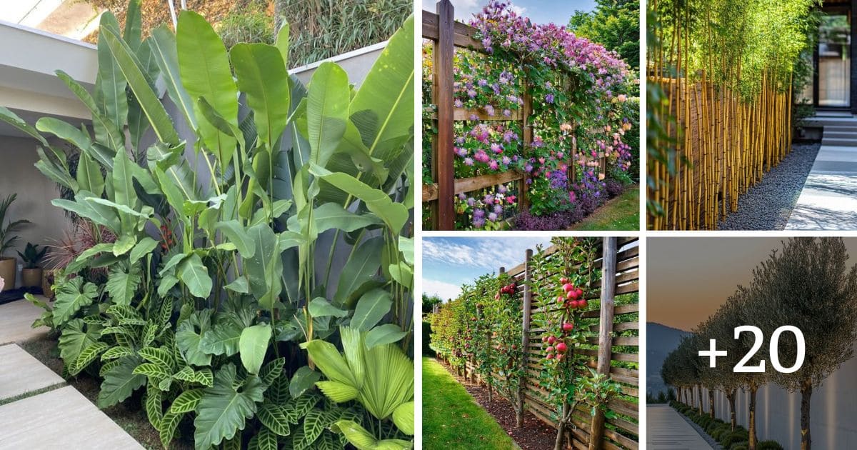 24 Beautiful Living Privacy Fence Ideas to Elevate Your Garden’s ...