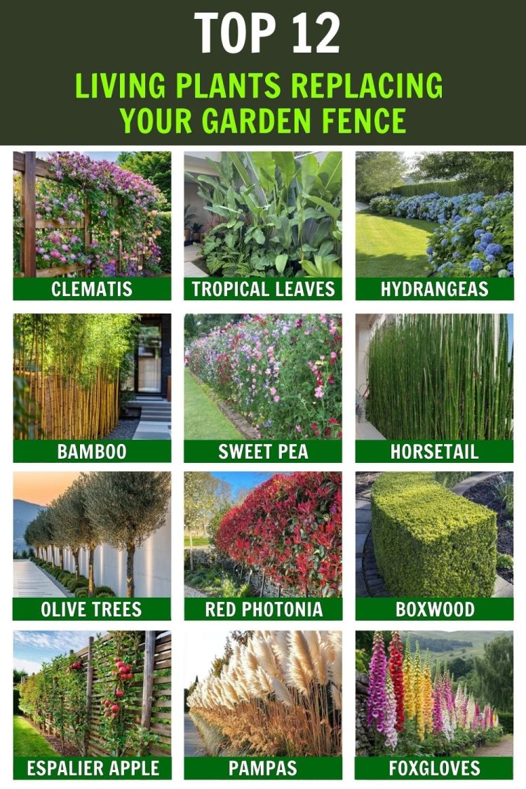 24 Beautiful Living Privacy Fence Ideas to Elevate Your Garden’s ...