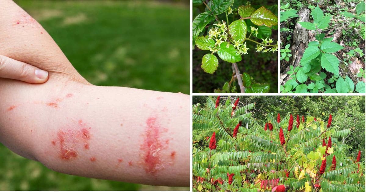 Beware of Poison Sumac, Poison Oak, and Poison Ivy – They Can Wreak ...