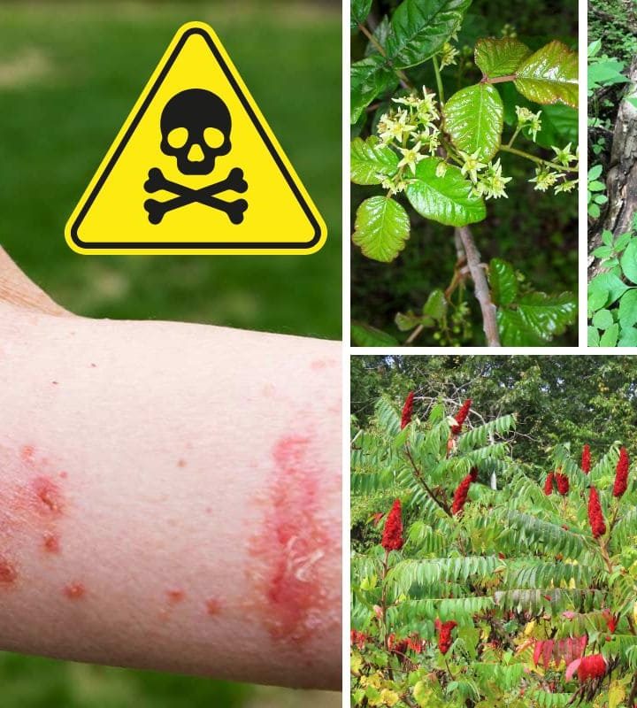 Beware of Poison Sumac, Poison Oak, and Poison Ivy – They Can Wreak ...