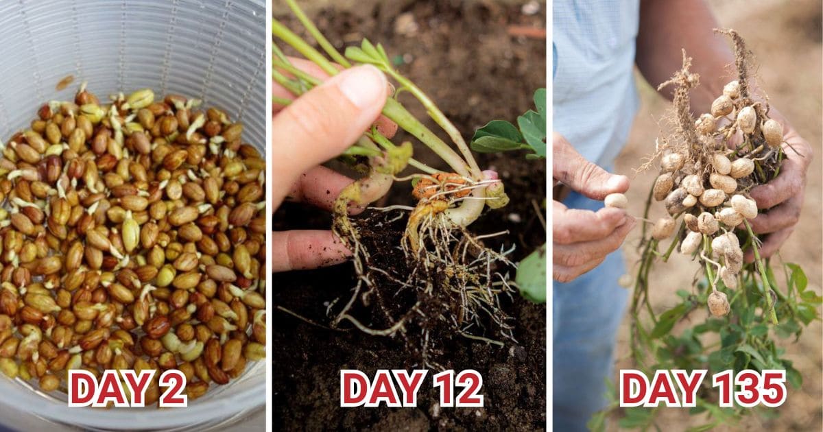 How to Grow Peanuts in Soil from Store-Bought Nuts