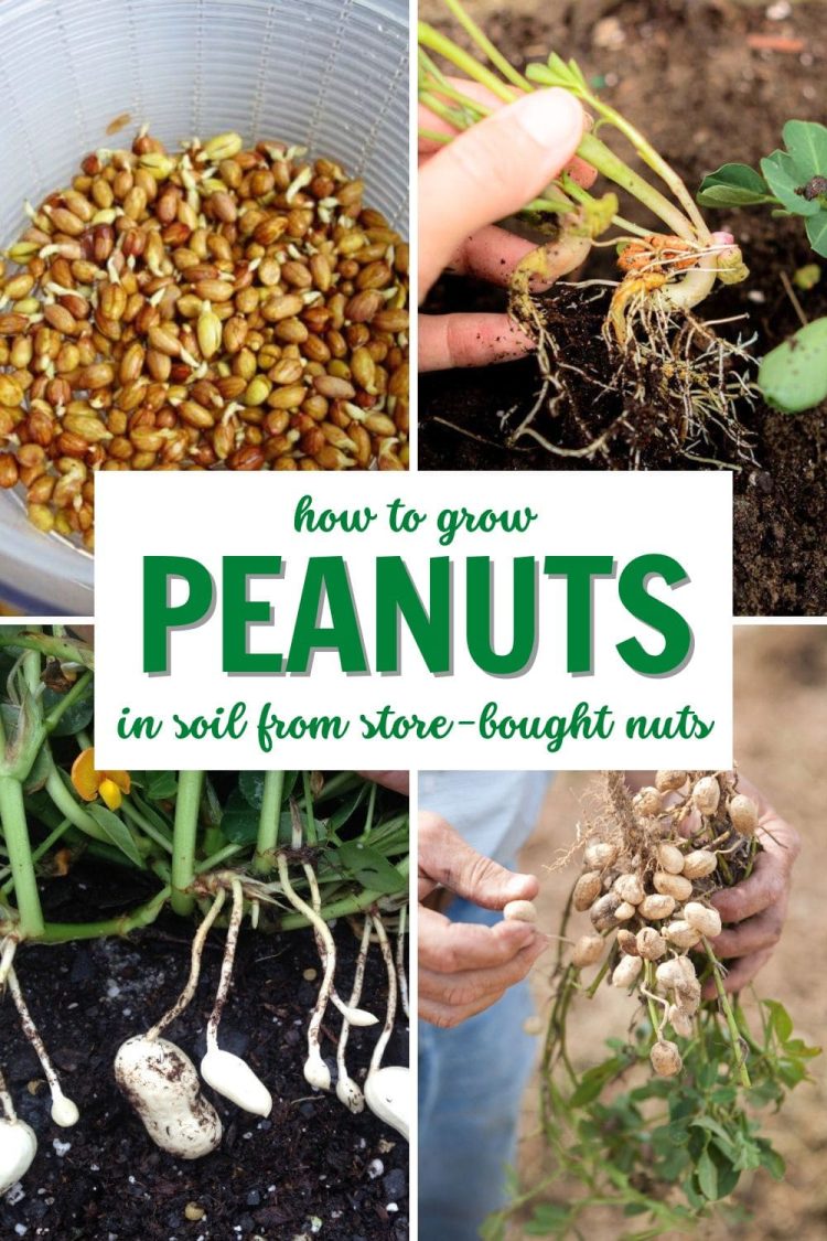 How to Grow Peanuts in Soil from Store-Bought Nuts