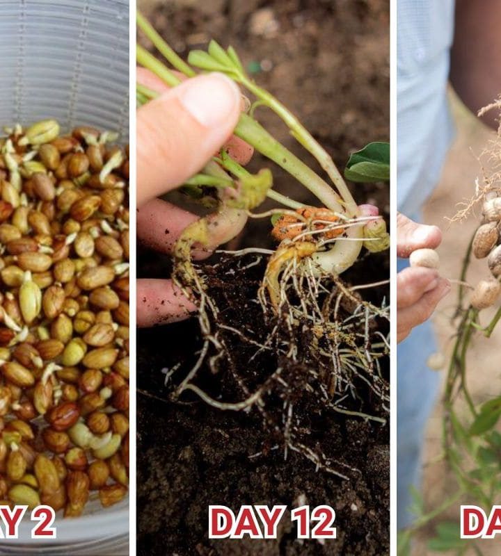 How to Grow Peanuts in Soil from Store-Bought Nuts