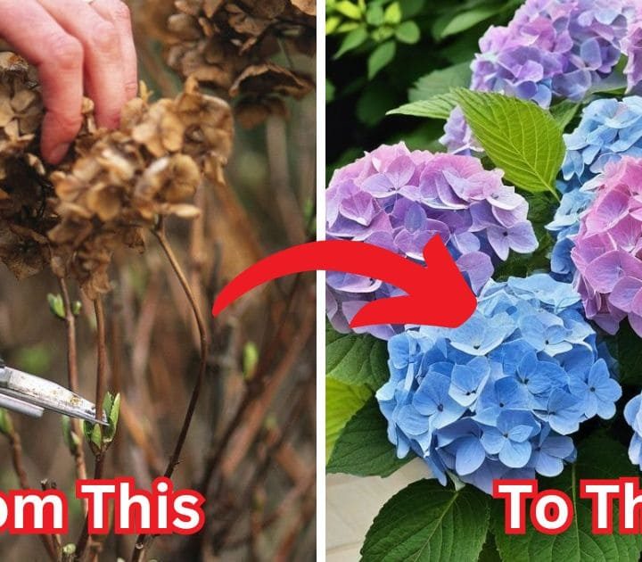 Top 8 Spring Hydrangea Tasks for Gorgeous Blooms