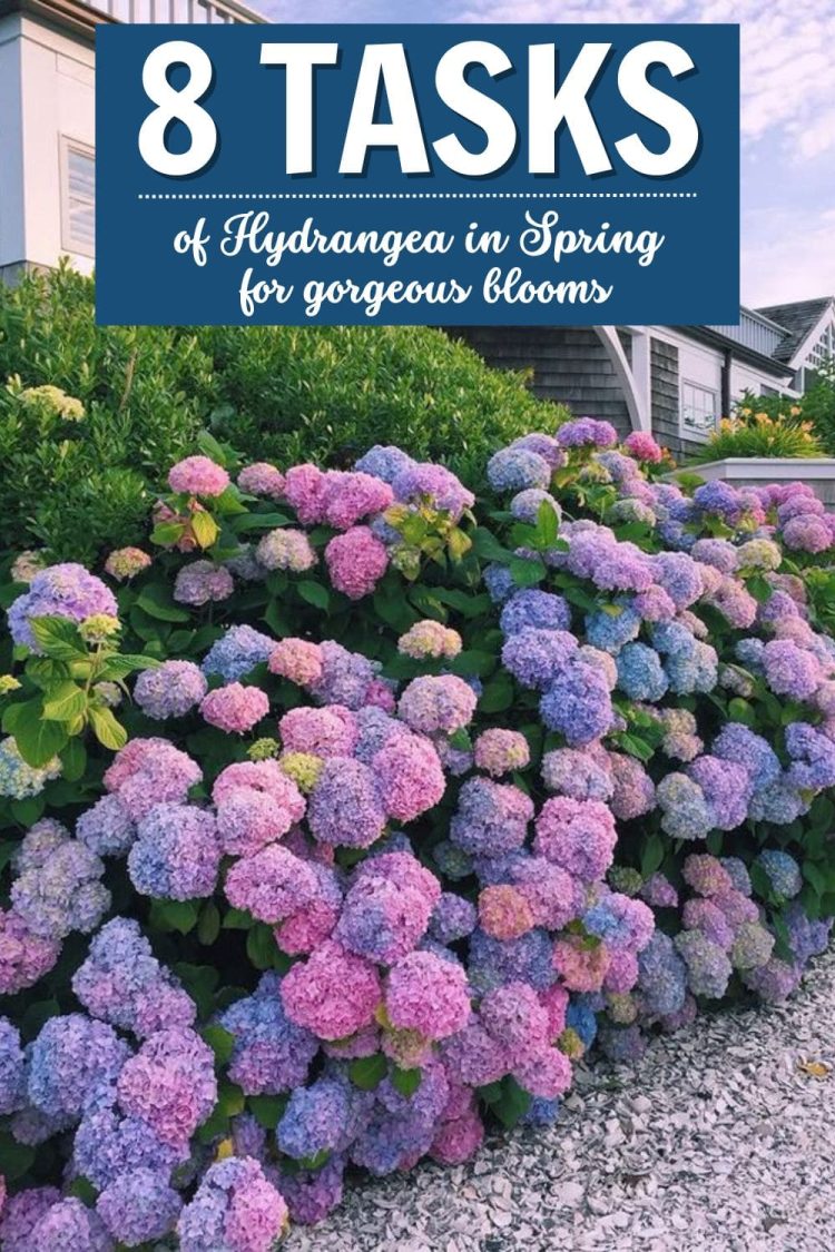 Top 8 Spring Hydrangea Tasks for Gorgeous Blooms