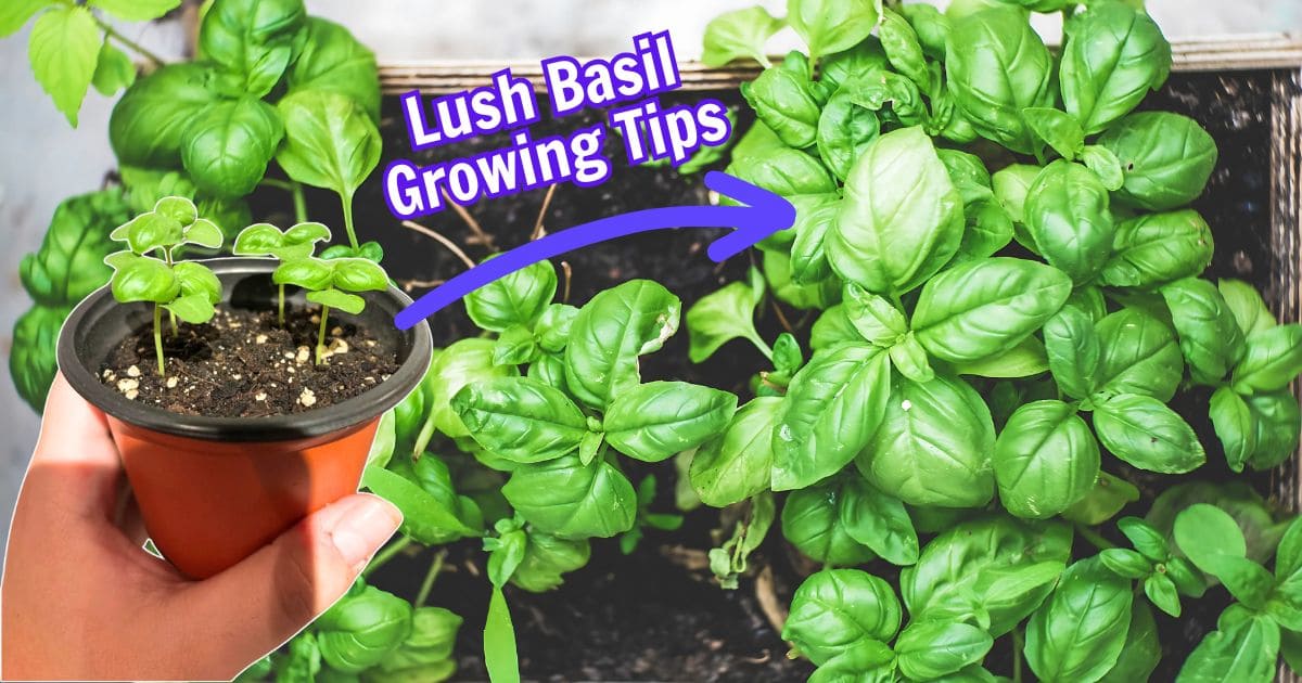 Ultimate Guide to Growing Lush Basil for a Year-Round Harvest
