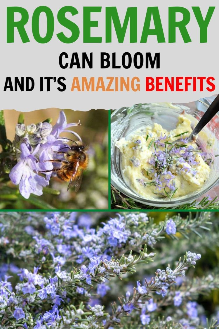 Many Don’t Know Rosemary Can Bloom – And the Benefits Are Incredible!