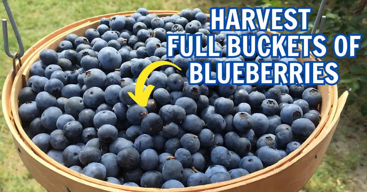 How to Grow Overflowing Buckets of Blueberries No Matter Where You Live