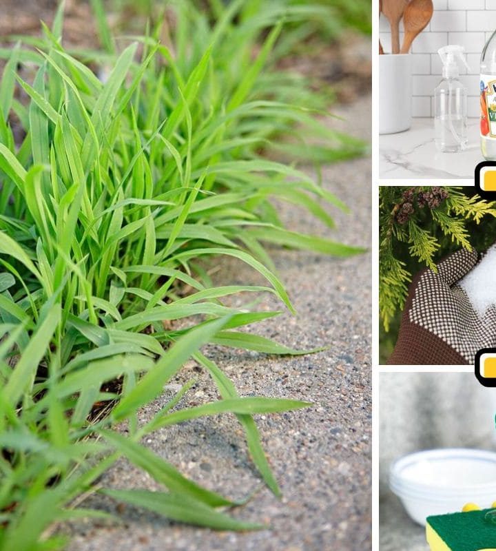 Say Goodbye to Weeds with This Easy Homemade Spray – Here’s the Recipe ...