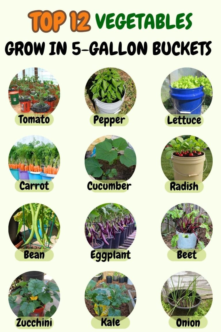 Top 12 Vegetables to Grow in 5-Gallon Buckets - A Gardener’s Best-Kept ...