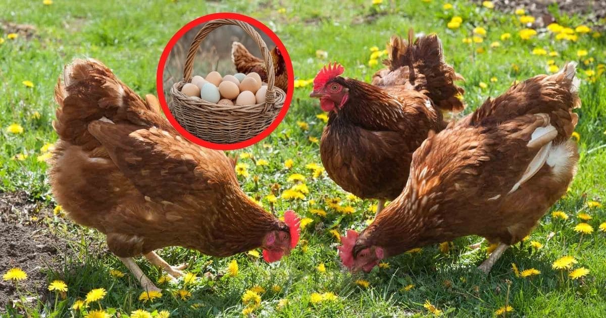 Guide to Raising Laying Hens at Home to Provide Fresh Eggs Everyday