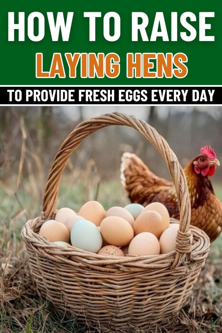 Guide to Raising Laying Hens at Home to Provide Fresh Eggs Everyday