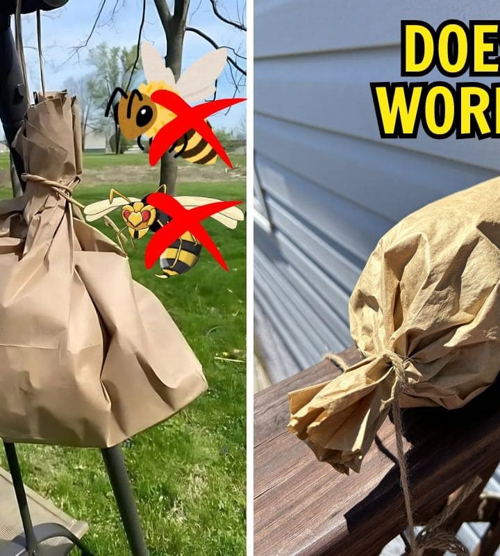 The Simple Paper Bag Trick to Keep Bees and Wasps Away - Without ...