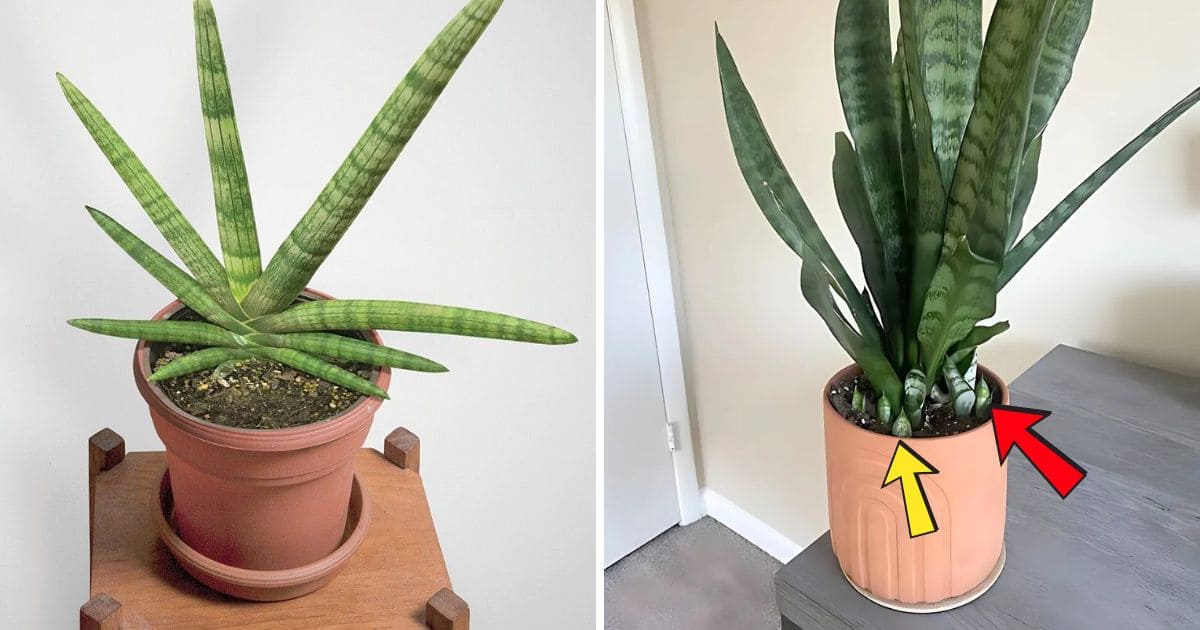 How to Force a Snake Plant to Produce Pups for Unlimited Babies