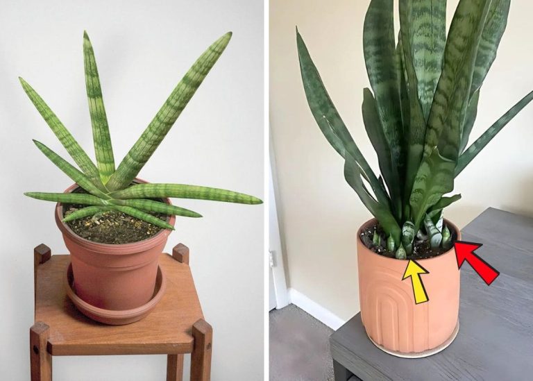 Many Don’t Know Snake Plants Can Bloom. Here’s How to Help Yours Flower