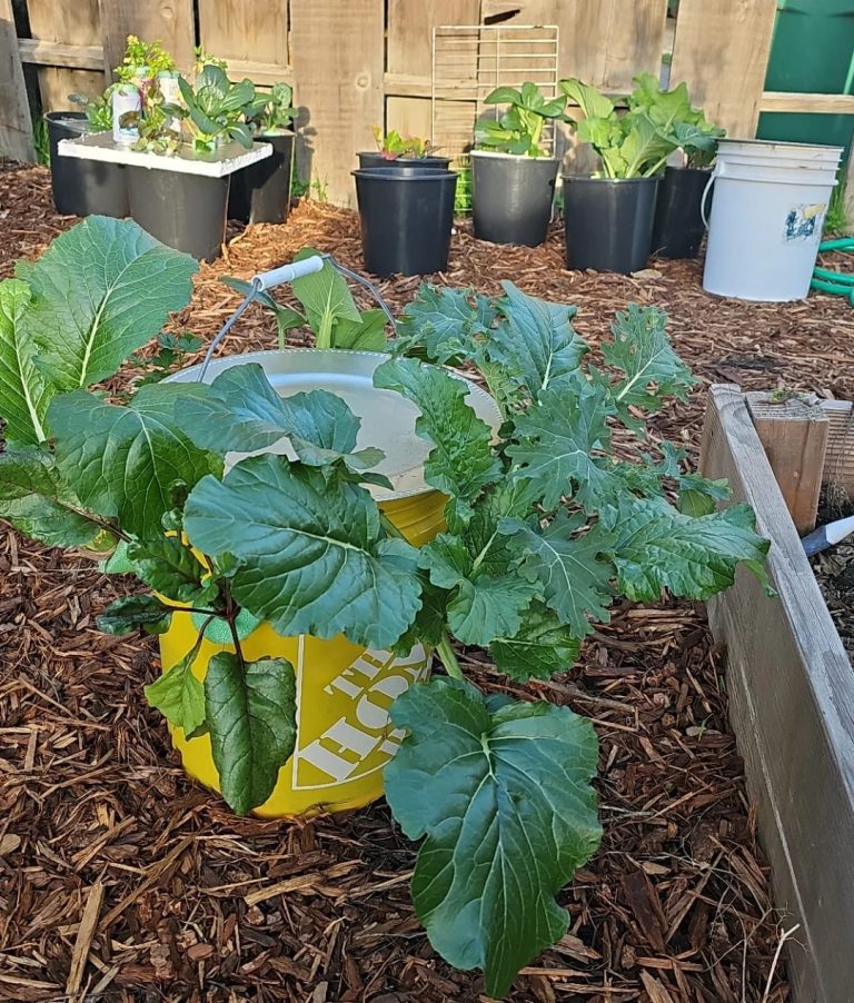 Top 12 Vegetables to Grow in 5-Gallon Buckets - A Gardener’s Best-Kept ...