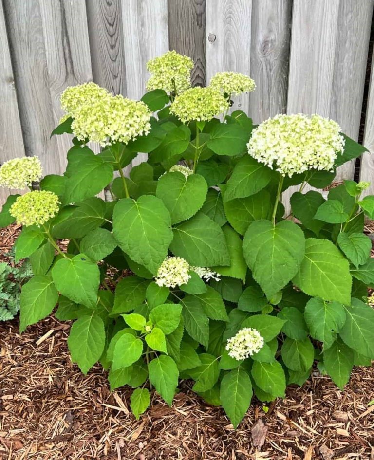Top 8 Spring Hydrangea Tasks for Gorgeous Blooms