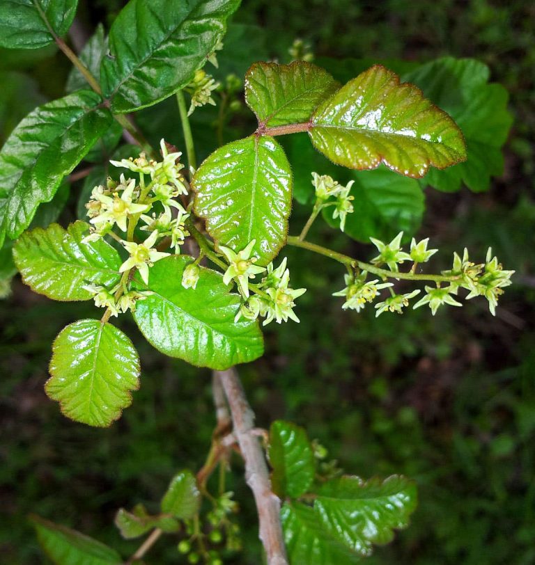 Beware of Poison Sumac, Poison Oak, and Poison Ivy – They Can Wreak ...
